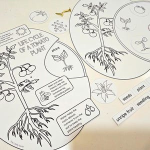 Life Cycle of a Tomato Plant Interactive Wheel Coloring, DIY Kids Paper ...