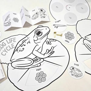 Frog Life Cycle Coloring Activity, Wheel and Foldable, DIY Kids Paper ...