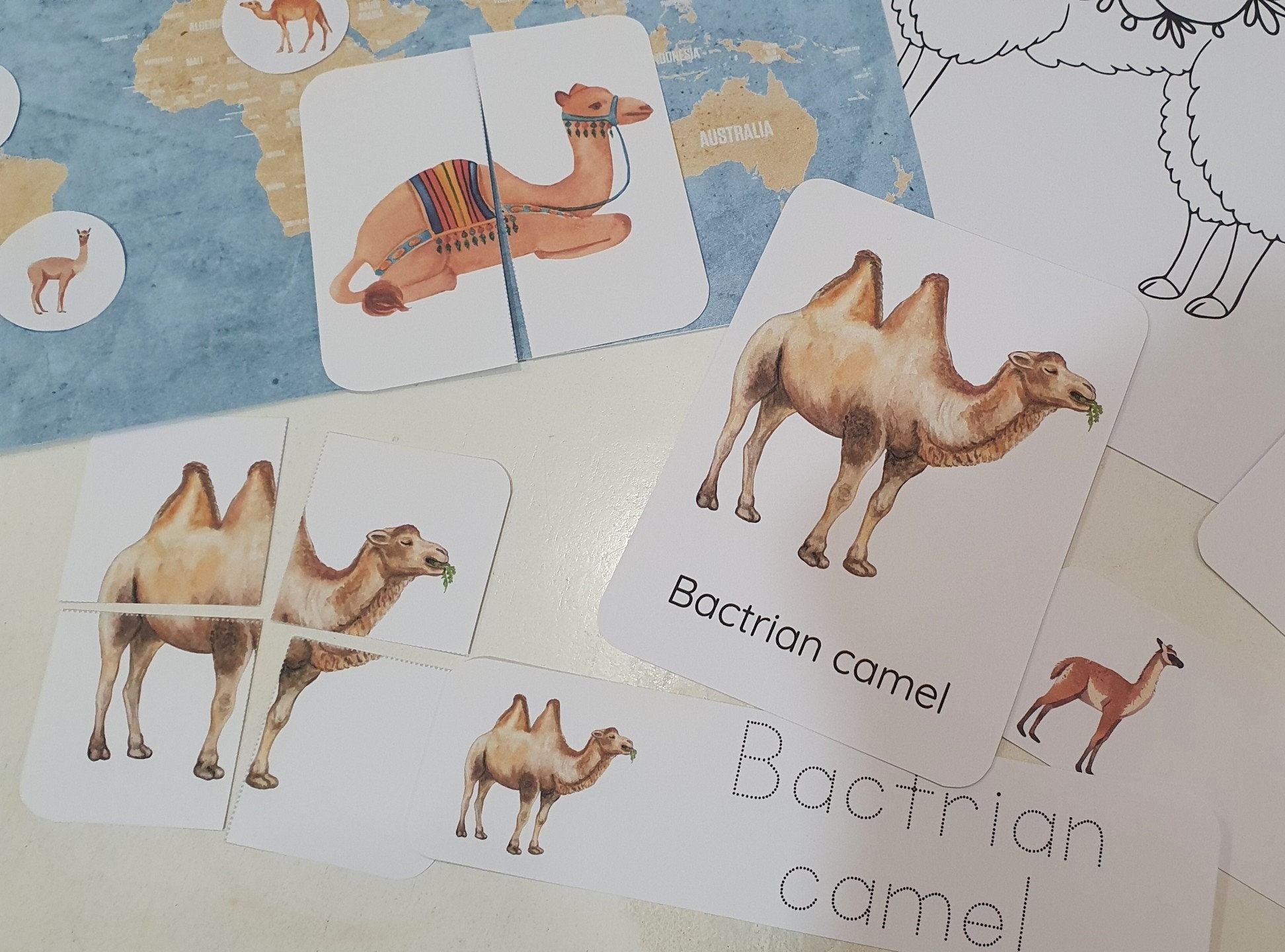 Camelids Activity Pack, Camel Unit Study, Alpaca Farm Mini Diorama ...