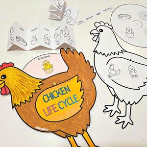 Chicken Life Cycle Coloring Activity, Wheel and Foldable, DIY Kids ...