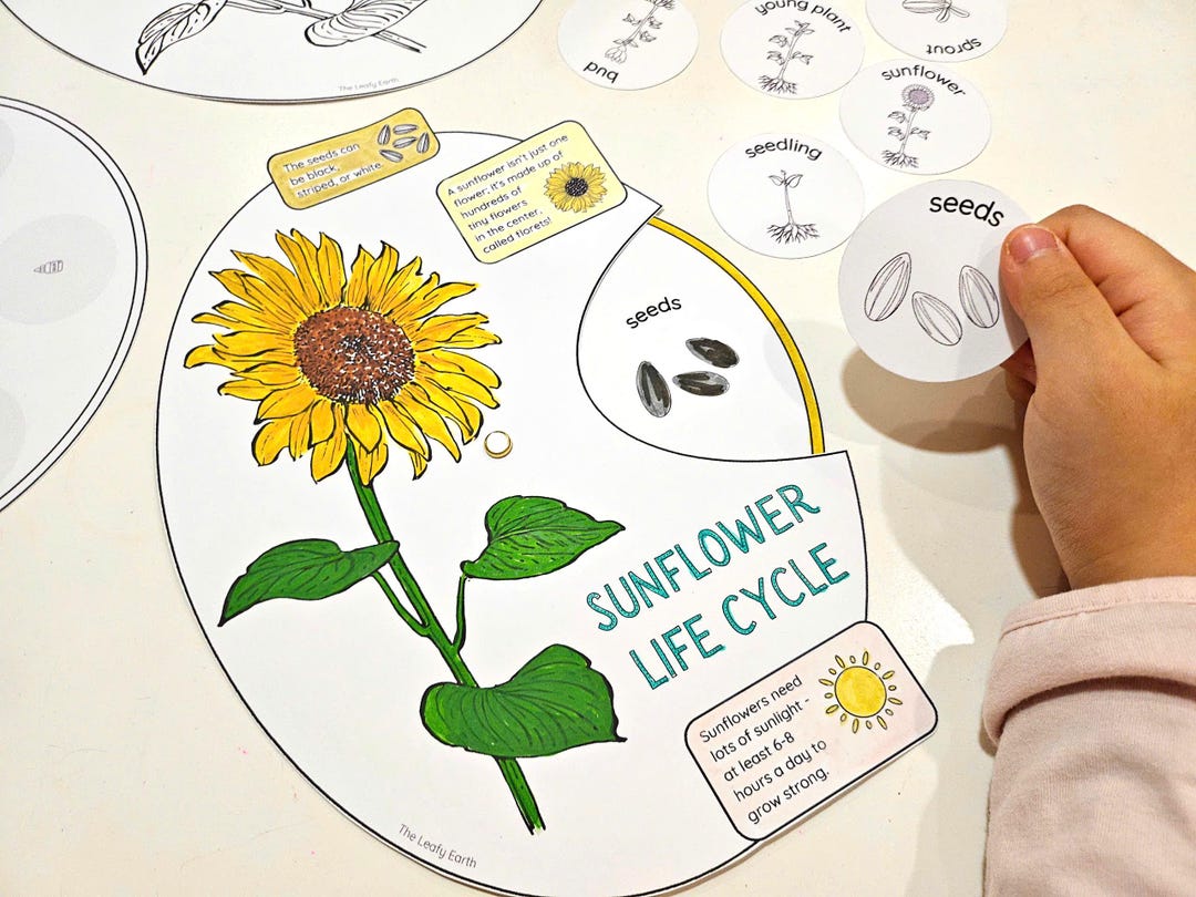 Sunflower Life Cycle Interactive Wheel Coloring, Paper Crafts ...