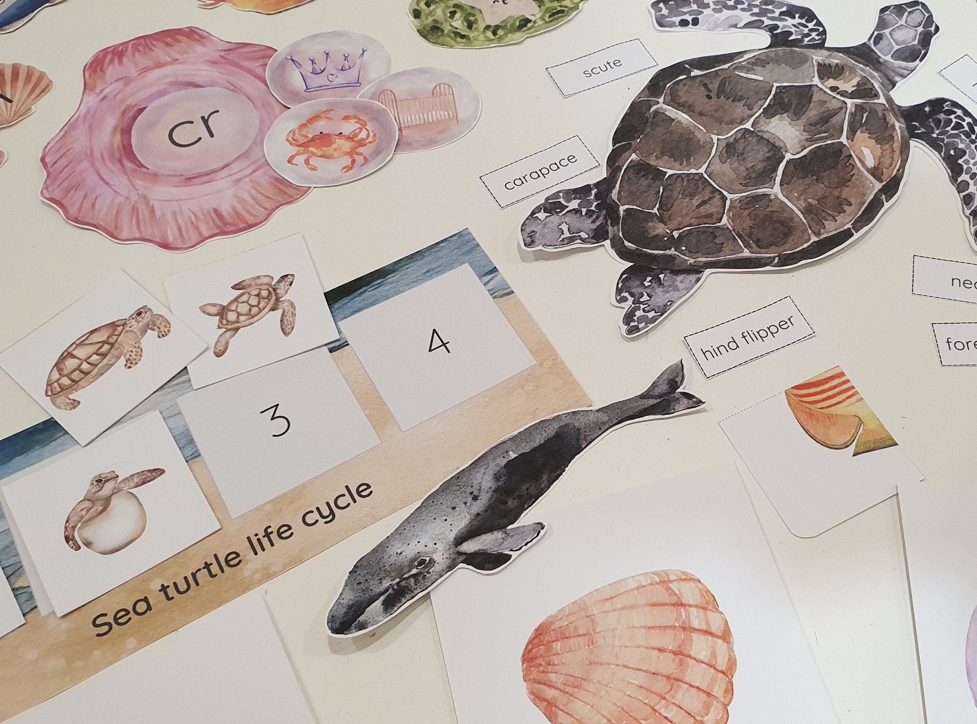 Marine Life Activity Pack, Sea Animal Unit Study, Turtle Life Cycle ...