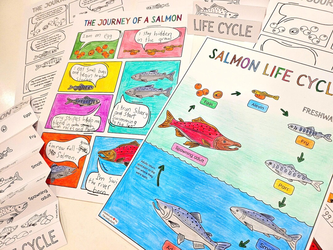 Salmon Life Cycle Activity, Poster and Foldable, Create a Comic, Kids ...