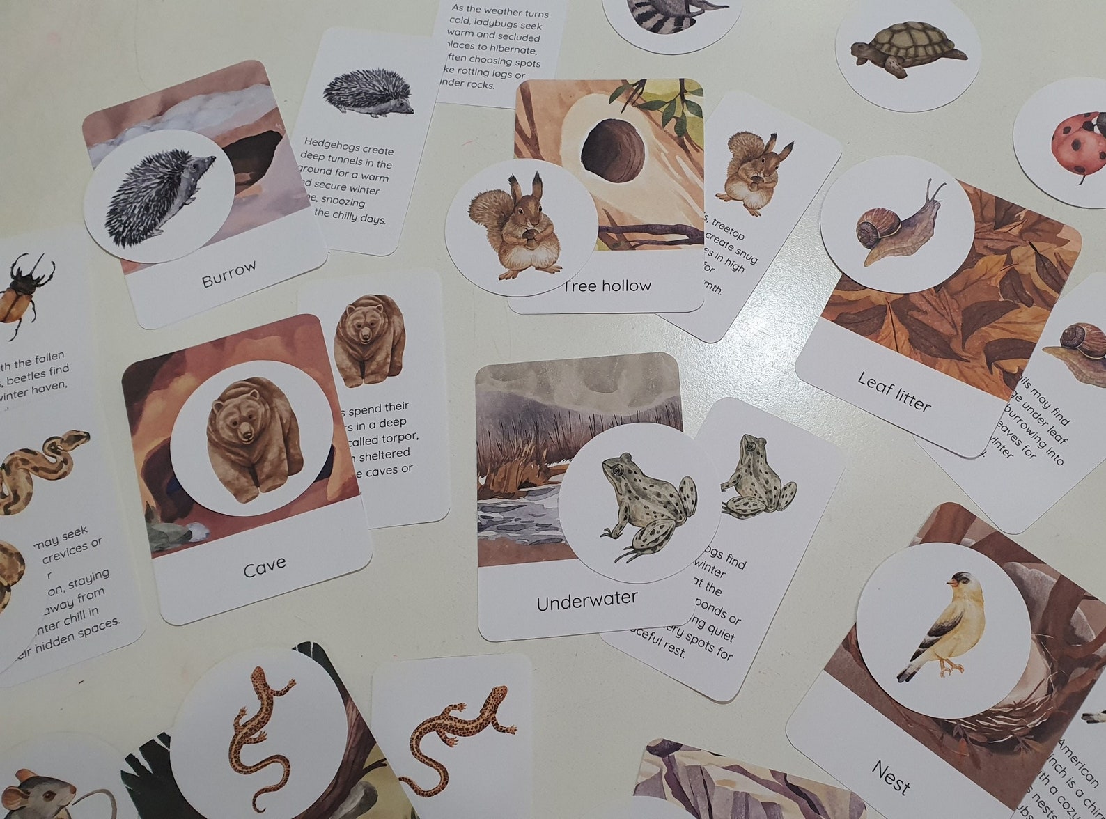 Winter Animal Homes Matching Game, Hibernation Mini Study, Sleeping ...