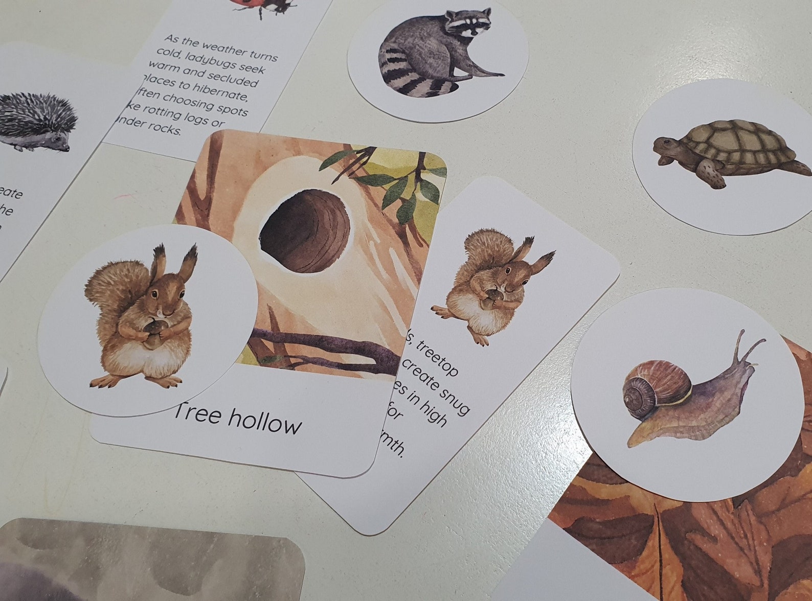Winter Animal Homes Matching Game, Hibernation Mini Study, Sleeping ...