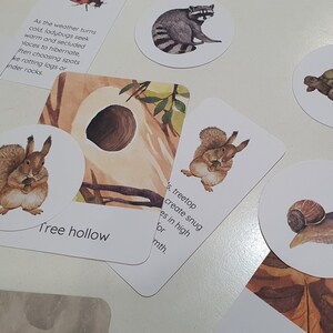 Winter Animal Homes Matching Game, Hibernation Mini Study, Sleeping ...
