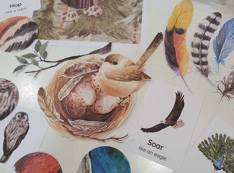 Bird Activity Pack, Bird Movement Cards, Bird Feather Pattern Matching ...