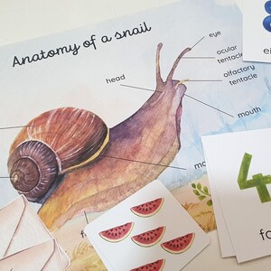 Snail Activity Pack, Snail Anatomy, Number Chart, Days of the Week ...