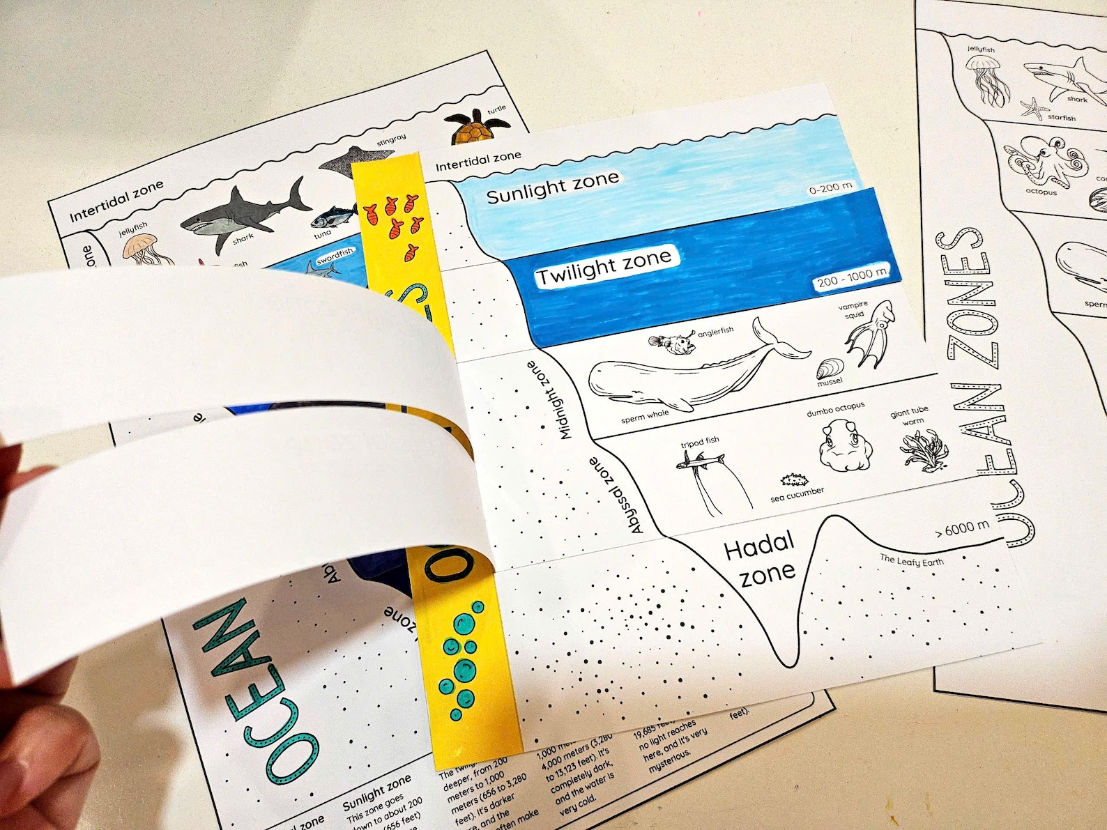Ocean Zones Poster and Flipbook, 5 Ocean Layers, Habitat Craft, Kids ...