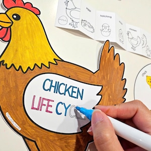 Chicken Life Cycle Coloring Activity, Wheel and Foldable, DIY Kids ...
