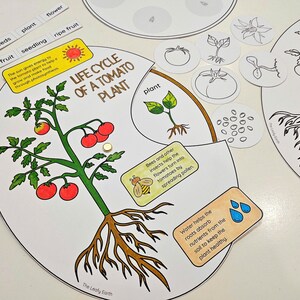 Life Cycle of a Tomato Plant Interactive Wheel Coloring, DIY Kids Paper ...