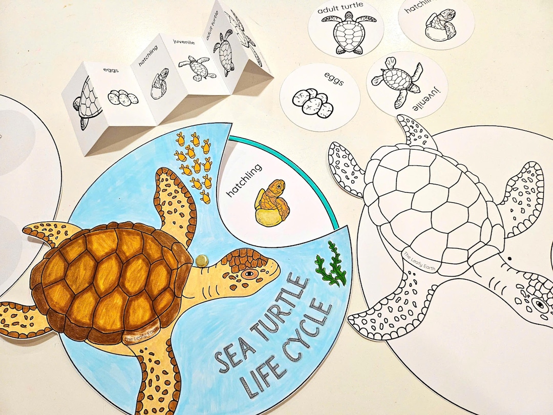 Sea Turtle Life Cycle Coloring Activity, Wheel and Foldable, Kids Paper ...