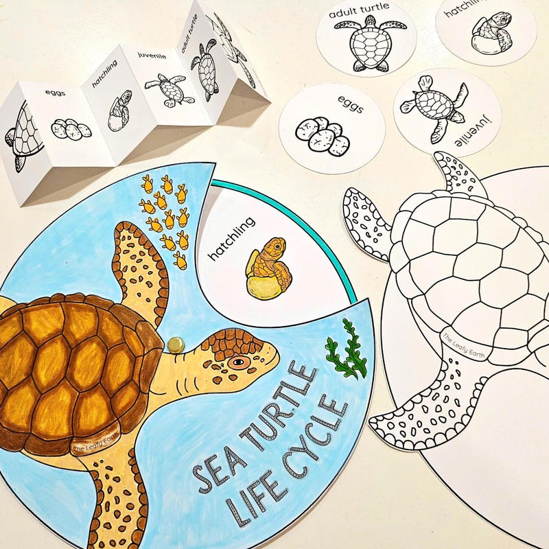 Turtles Life Cycle - Etsy