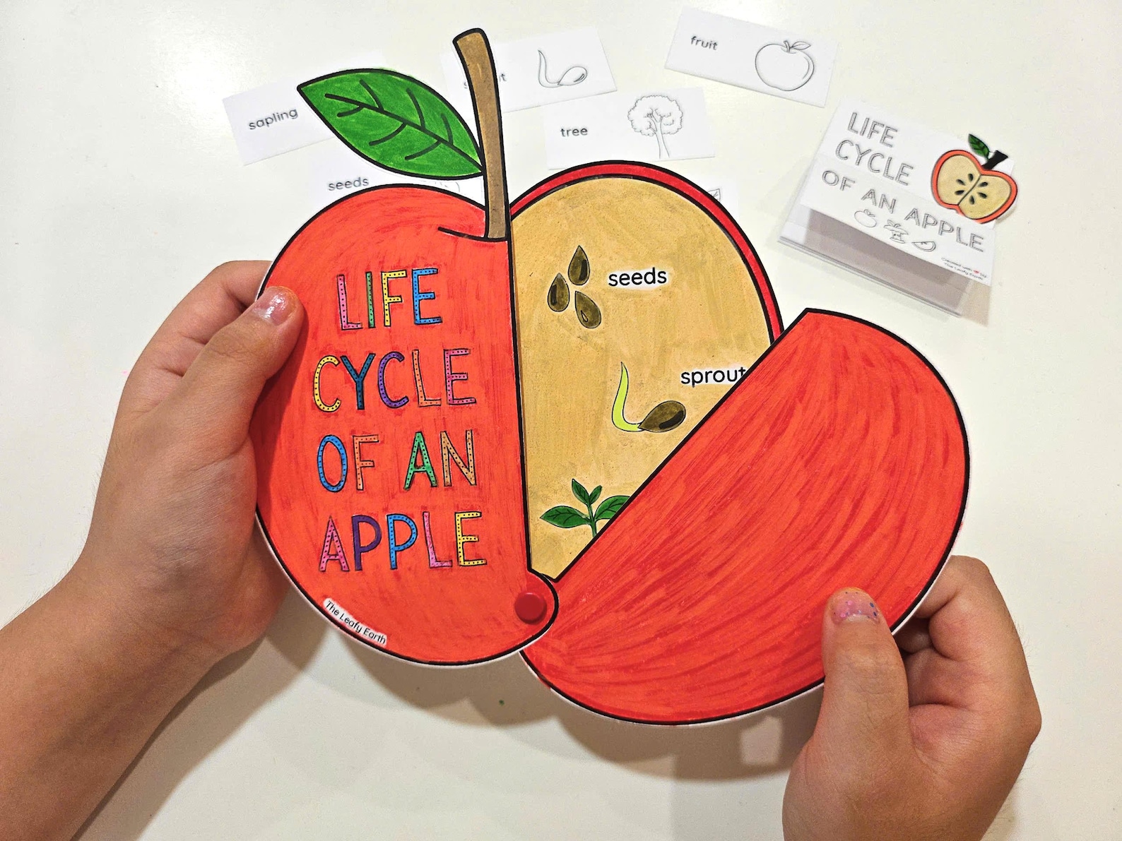 Life Cycle of an Apple Craft, Apple Coloring, Life Cycle Foldable, Fall ...