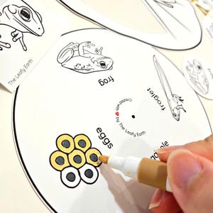 Frog Life Cycle Coloring Activity, Wheel and Foldable, DIY Kids Paper ...
