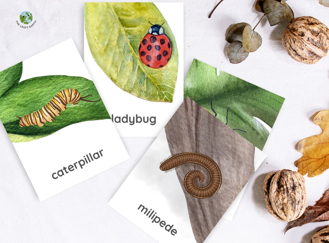 Minibeast Flashcards Bugs Flashcards Nature Education - Etsy