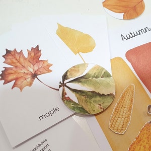 Autumn Leaf Activity Pack, Leaf Unit Study, Autumn Color Sorting, Leaf ...