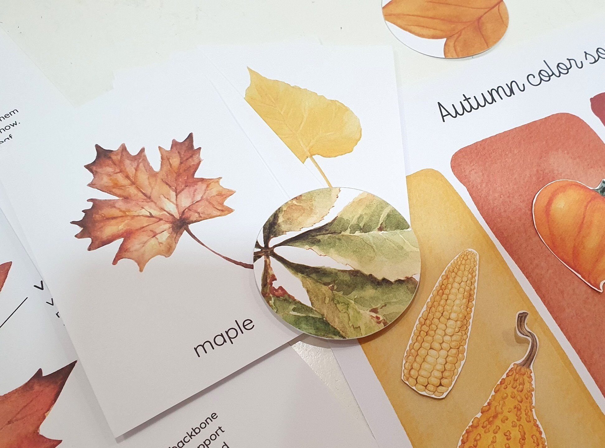 Autumn Leaf Activity Pack, Leaf Unit Study, Autumn Color Sorting, Leaf ...