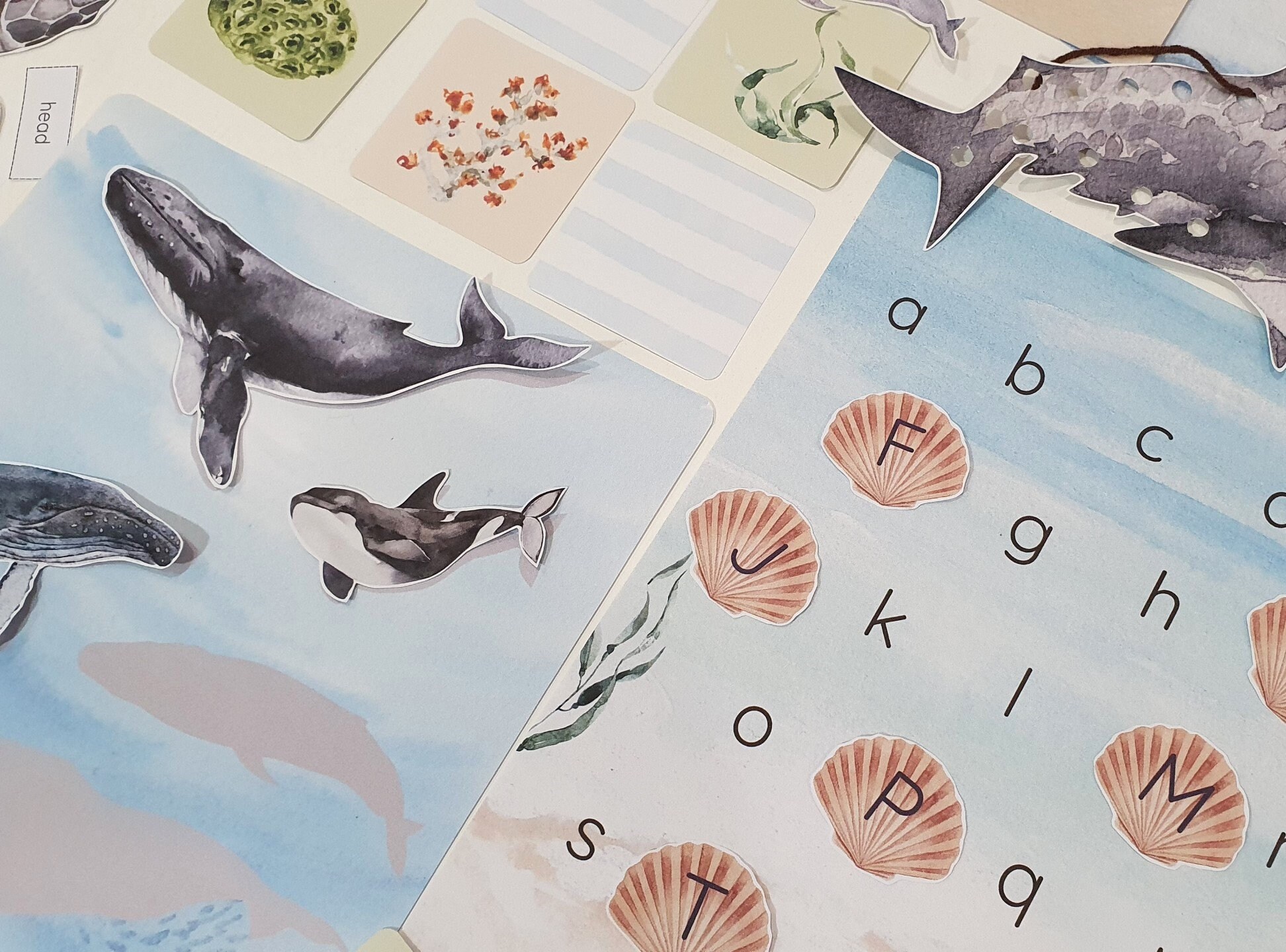 Marine Life Activity Pack, Sea Animal Unit Study, Turtle Life Cycle ...