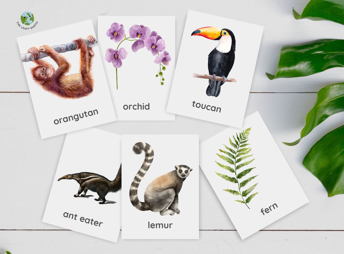 24 Rainforest Flashcards, Flora and Fauna, Montessori Flashcards ...