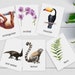 24 Rainforest Flashcards, Flora and Fauna, Montessori Flashcards ...