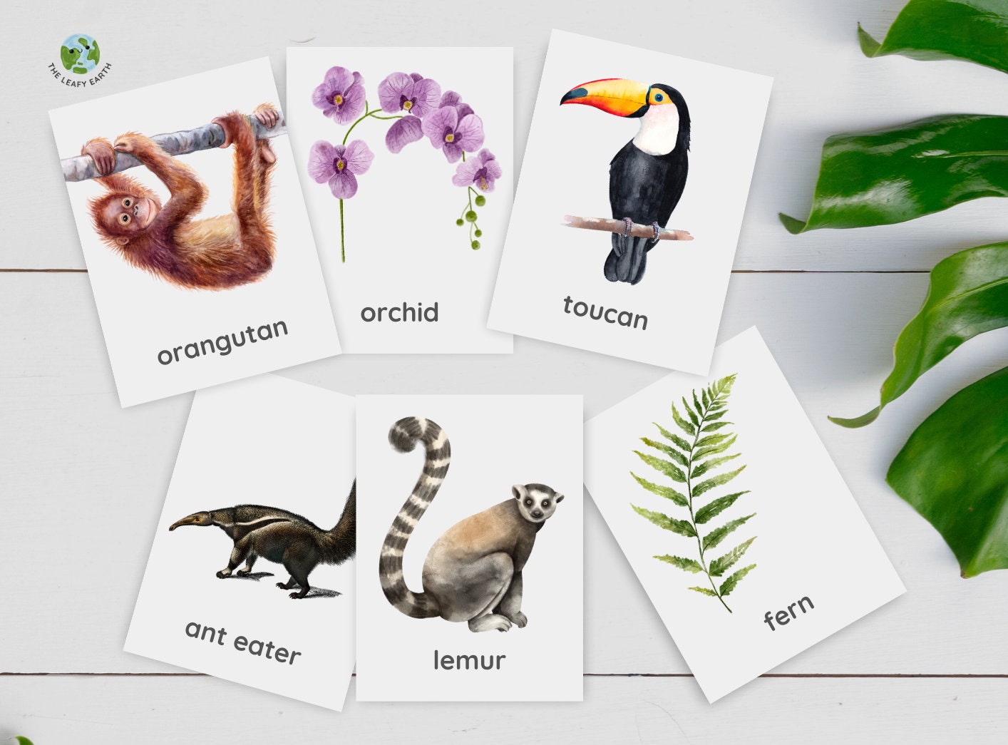 24 Rainforest Flashcards, Flora and Fauna, Montessori Flashcards ...