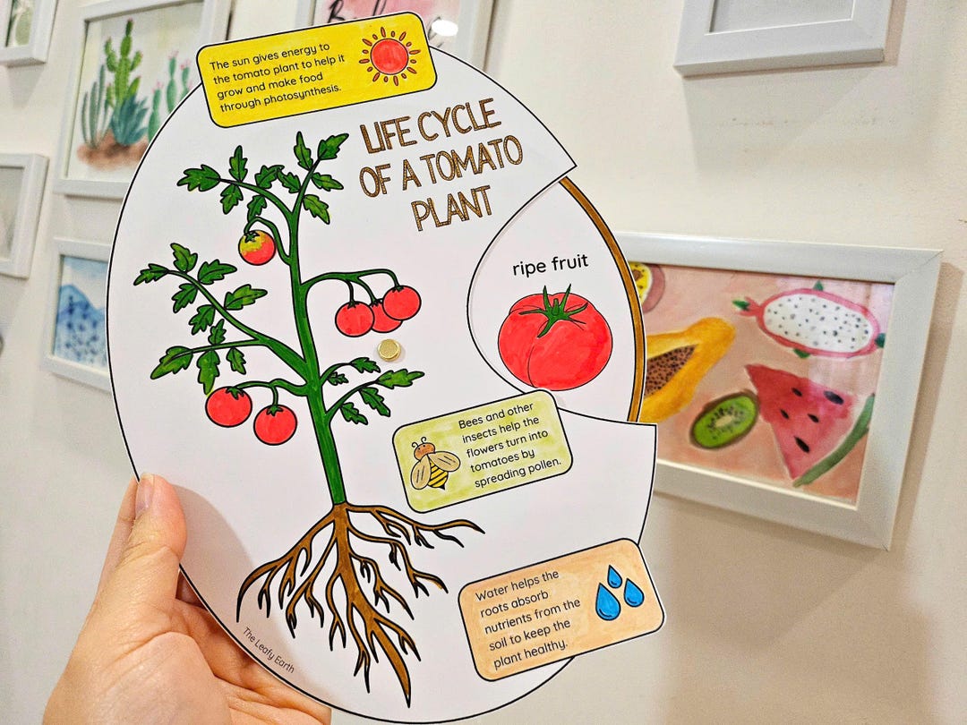 Life Cycle of a Tomato Plant Interactive Wheel Coloring, DIY Kids Paper ...
