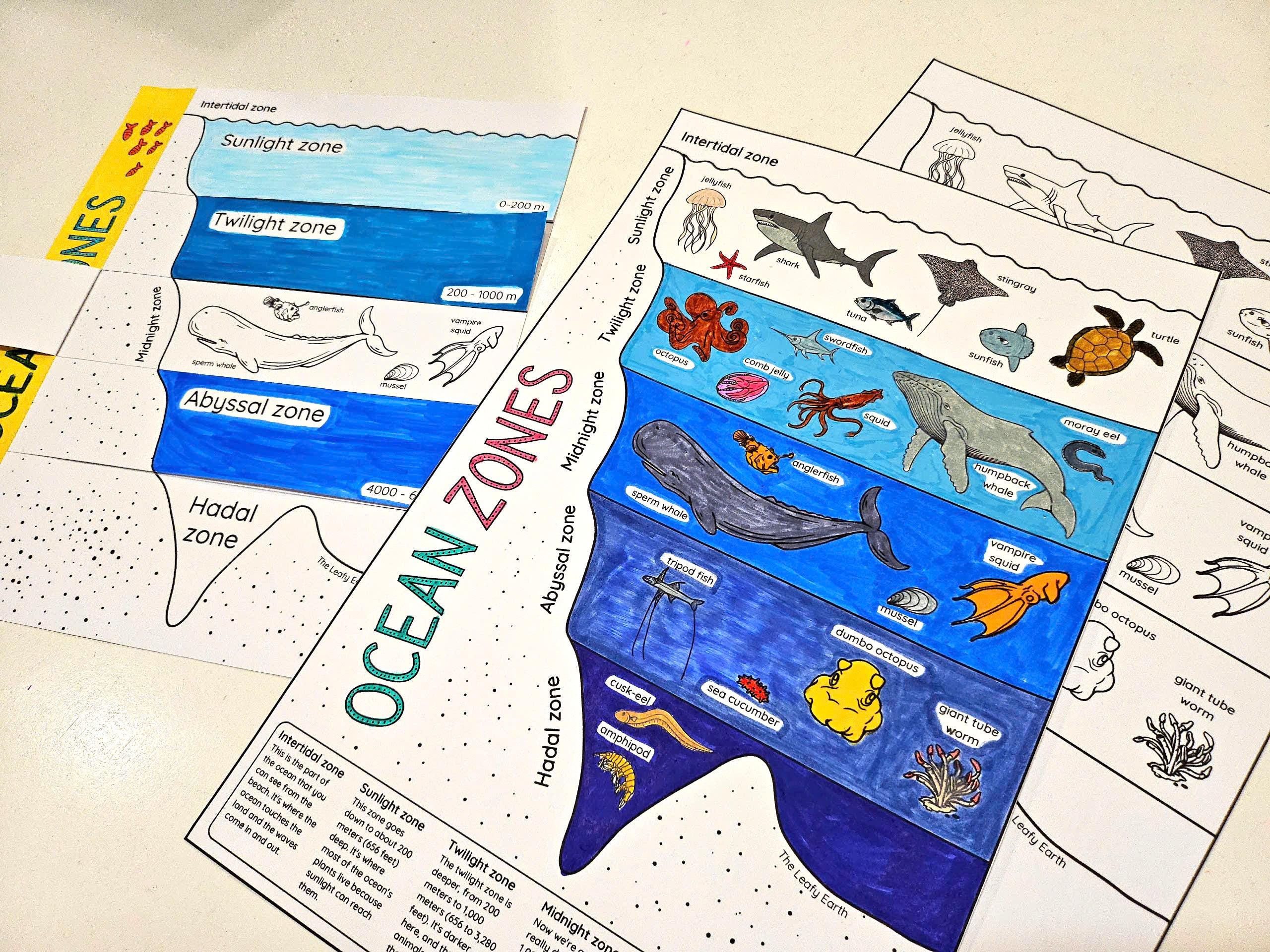 Ocean Zones Poster and Flipbook, 5 Ocean Layers, Habitat Craft, Kids ...