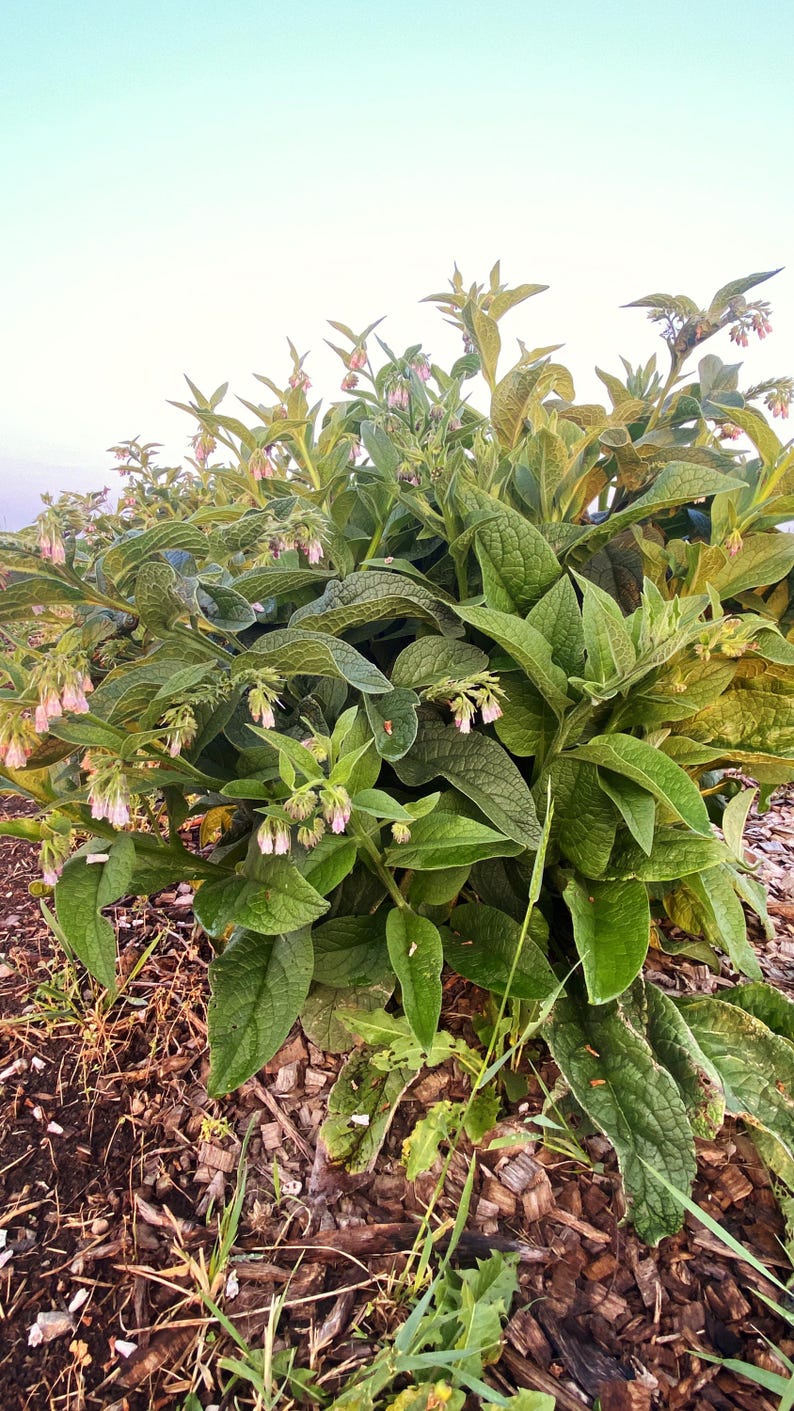 Comfrey Root Bocking 14 | 10 Cuttings + 2 Bonus Crowns! - Etsy