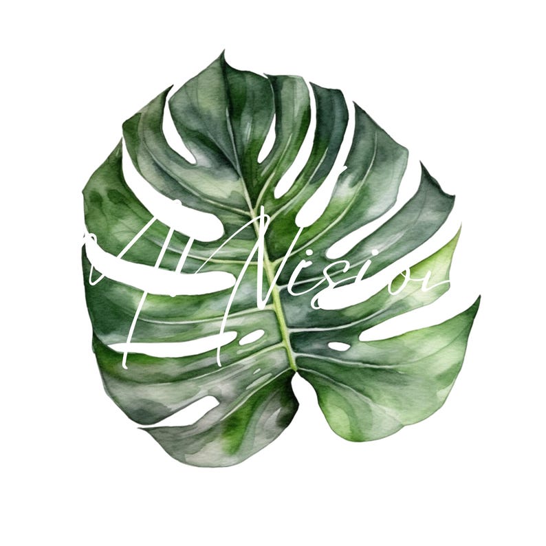 Watercolor Monstera Plant Clipart Set | 8 Botanical PNG | Instant ...