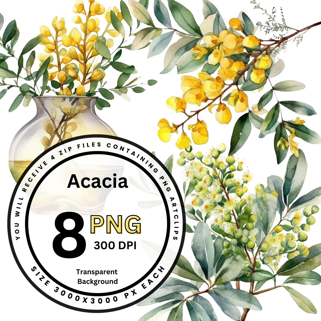 Acacia Tree Watercolor Clipart Set, 8 High-quality Pngs for Botanical ...