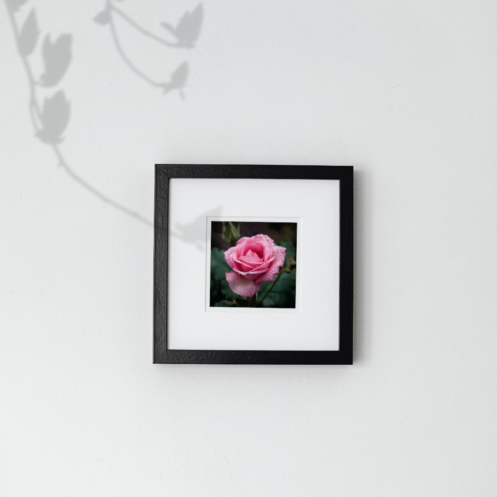 Rose Photograph Digital Download, Pink Single Rose Macro Image ...