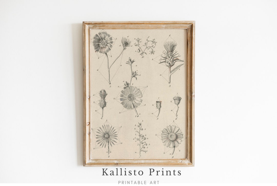 Antique Botanical Sketches Printable, Detailed Floral Diagram Art ...