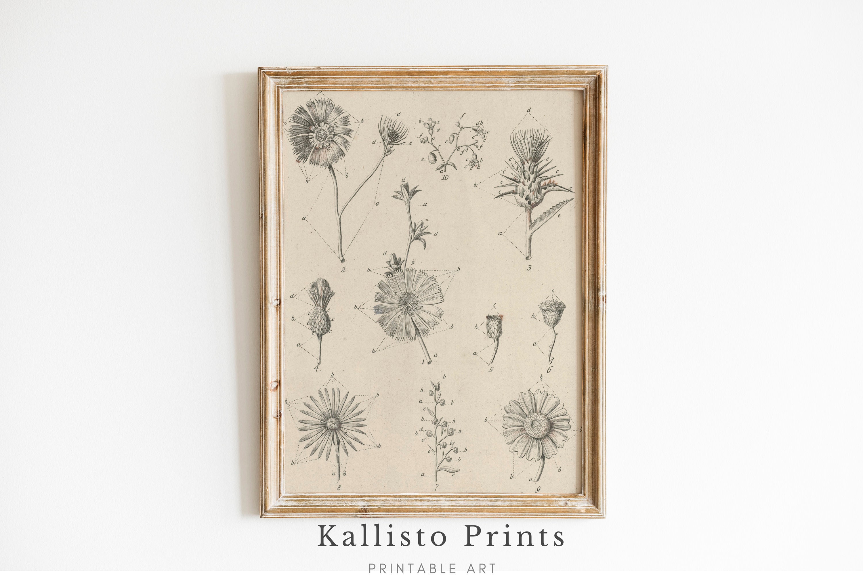 Antique Botanical Sketches Printable, Detailed Floral Diagram Art ...