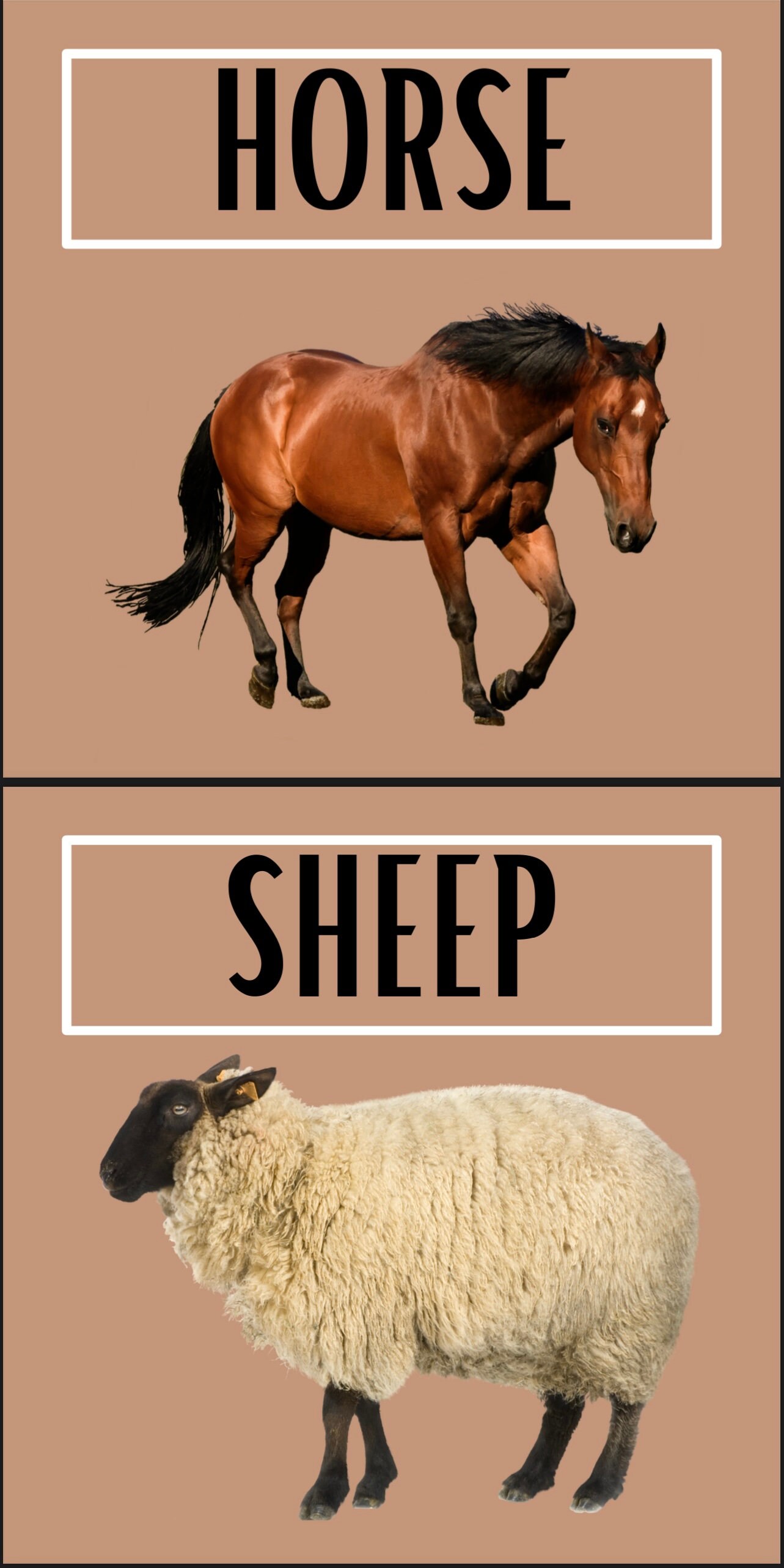 Farm Animals Printable Flash Cards - Etsy