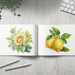 40 Summer Lemonade Watercolor High Resolution PNG Clipart Set, Instant ...