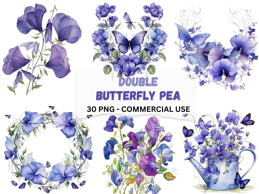 Butterfly Pea Watercolor Clipart: Botanical Flower PNG Set (digital ...