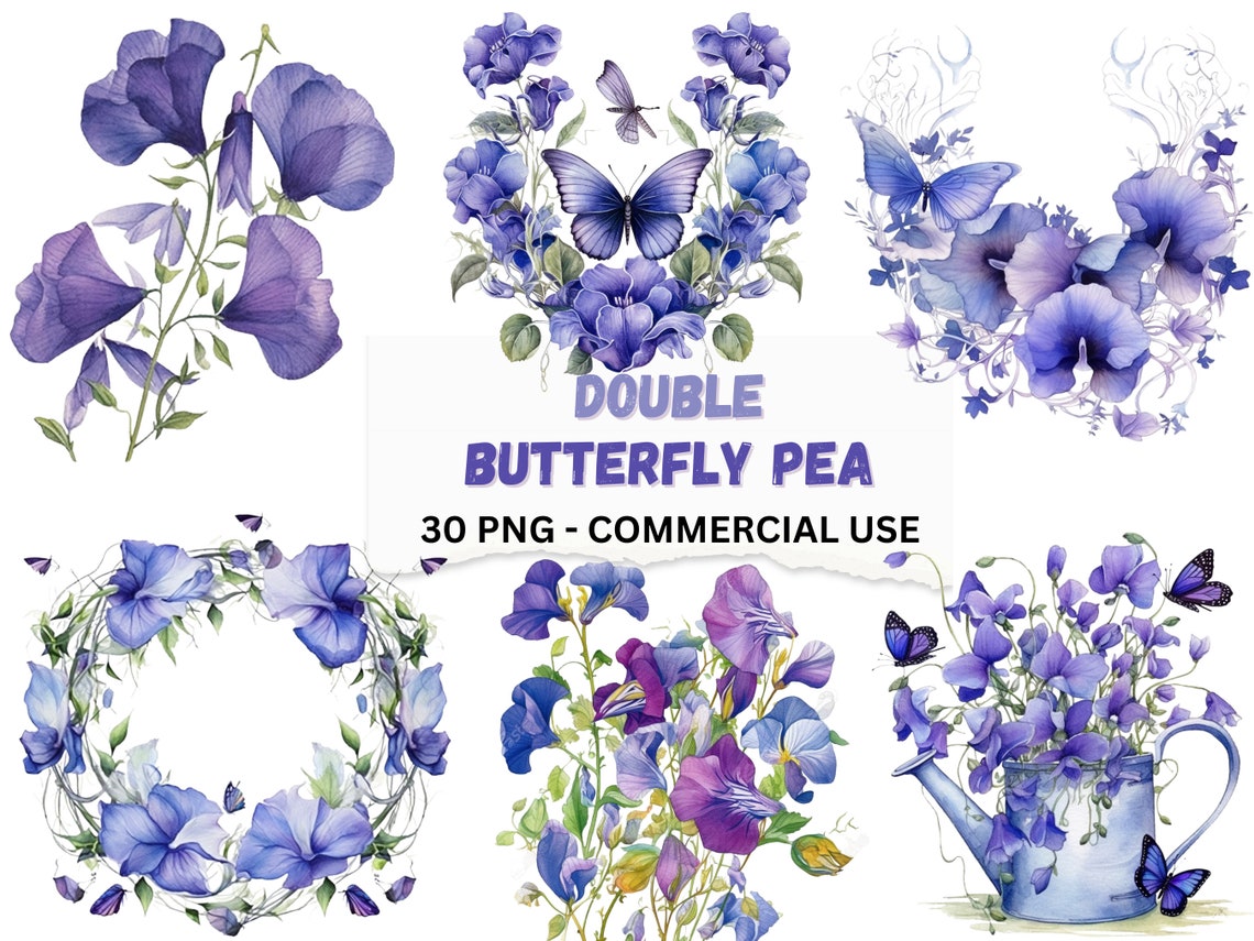 Butterfly Pea Watercolor Clipart: Botanical Flower PNG Set (digital ...