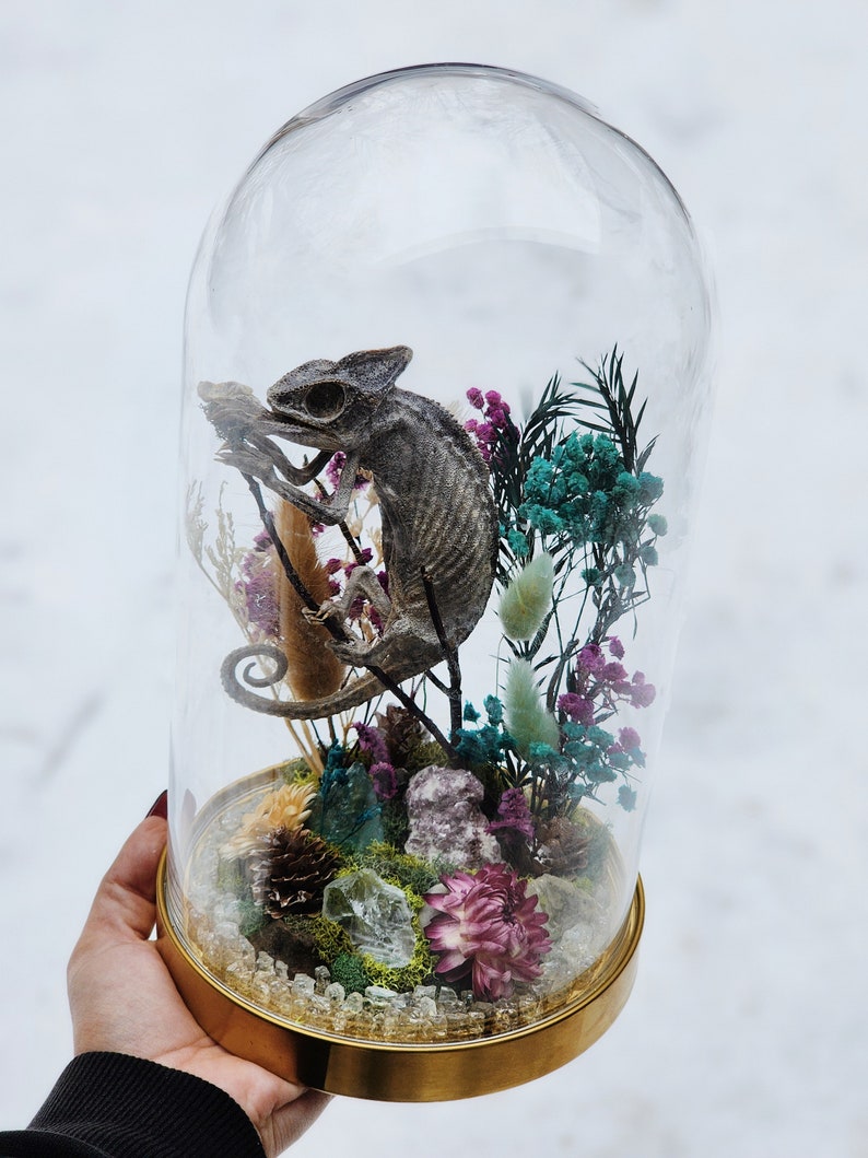 Mummified Veiled Chameleon Cloche Display - Etsy
