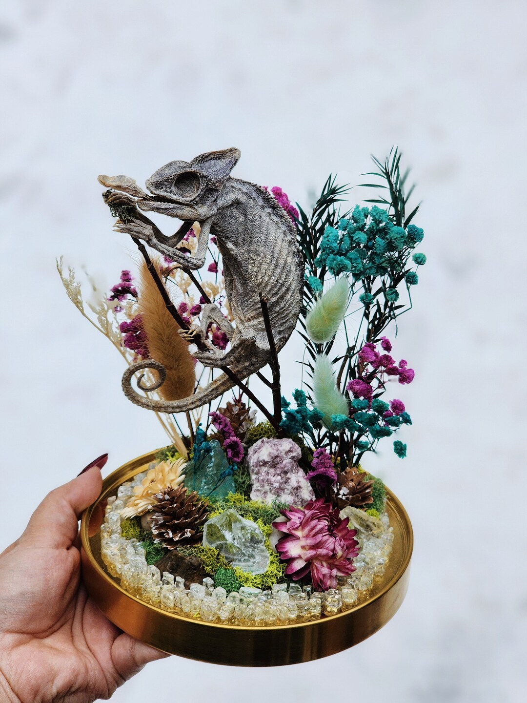Mummified Veiled Chameleon Cloche Display - Etsy