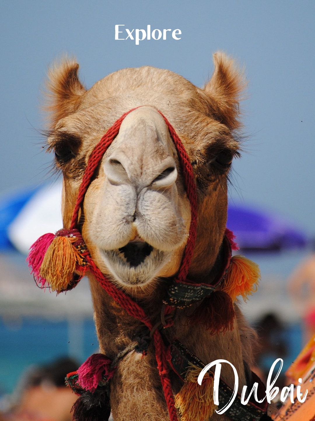 11" X 14" Dubai Camel Canvas - Etsy