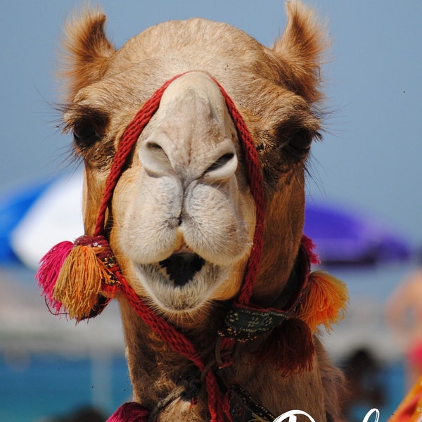 Camel Canvas - Etsy