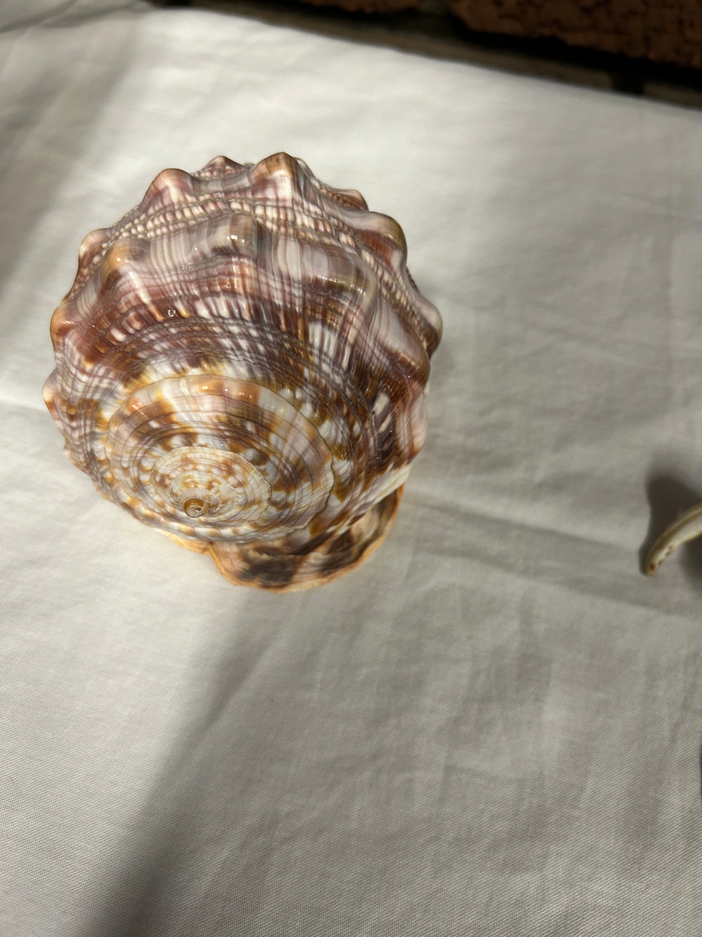 Cypraecassis Rufa 6" Sea Shell Conch African Bulmouth-very Fine - Etsy