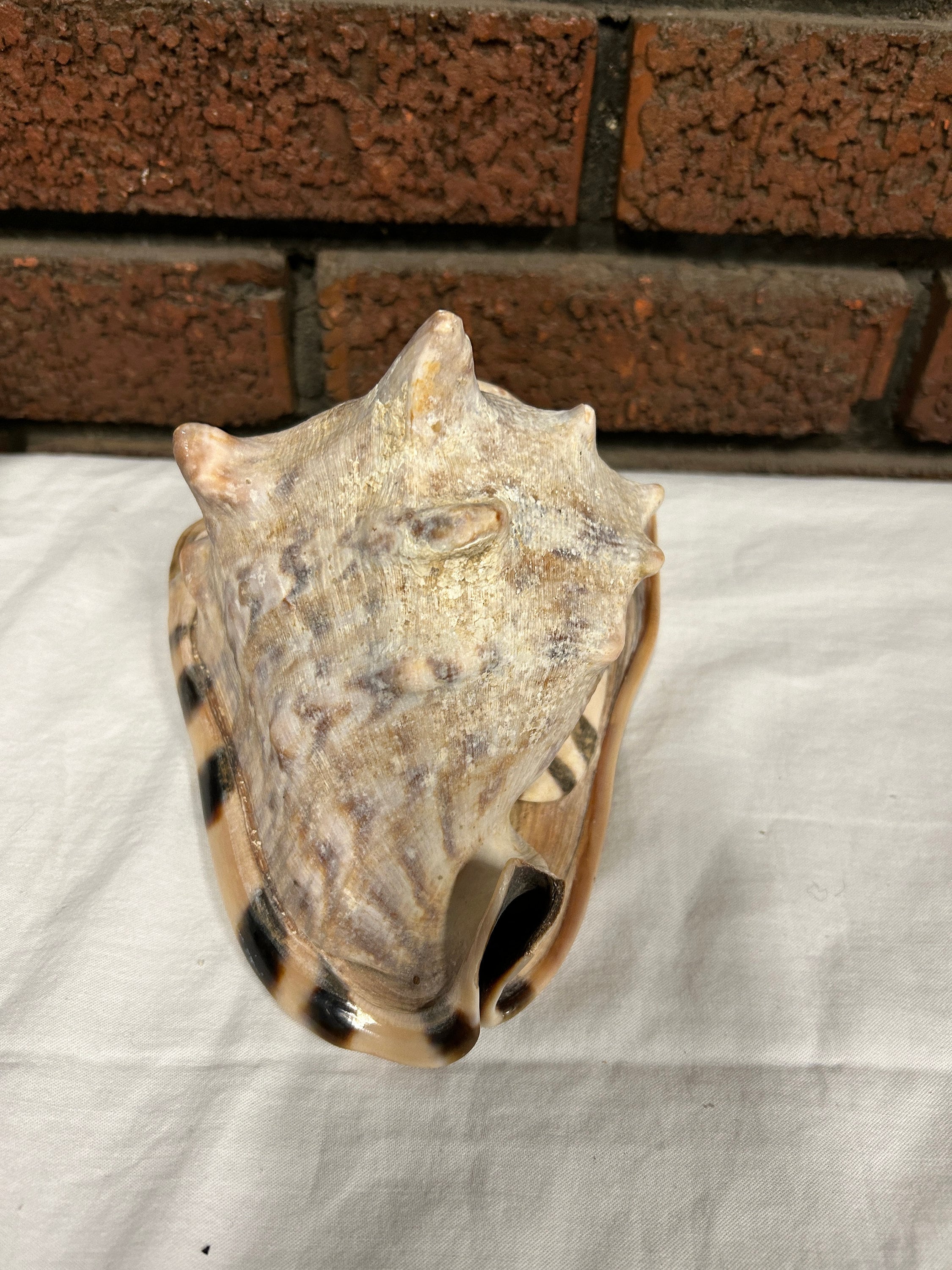 Vintage Horned Queen Helmet Conch Sea Shell Sea Shells Nautical Decor ...