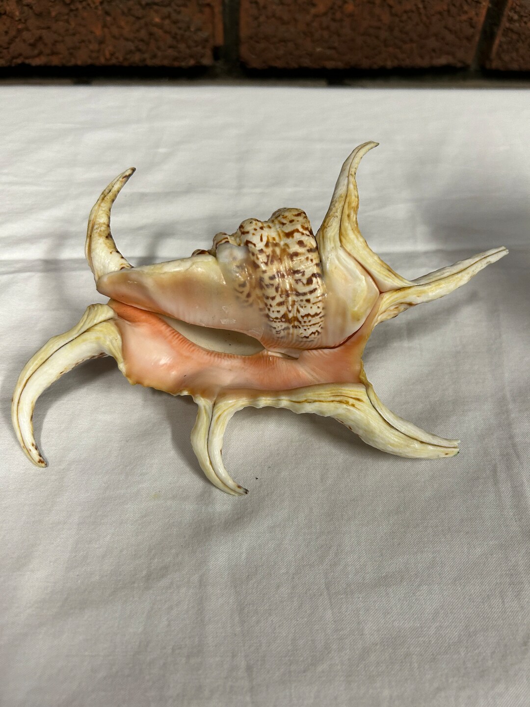 Spider Scorpio Seashell Scorpion Sea Shell XL Beach Ocean Decor - Etsy