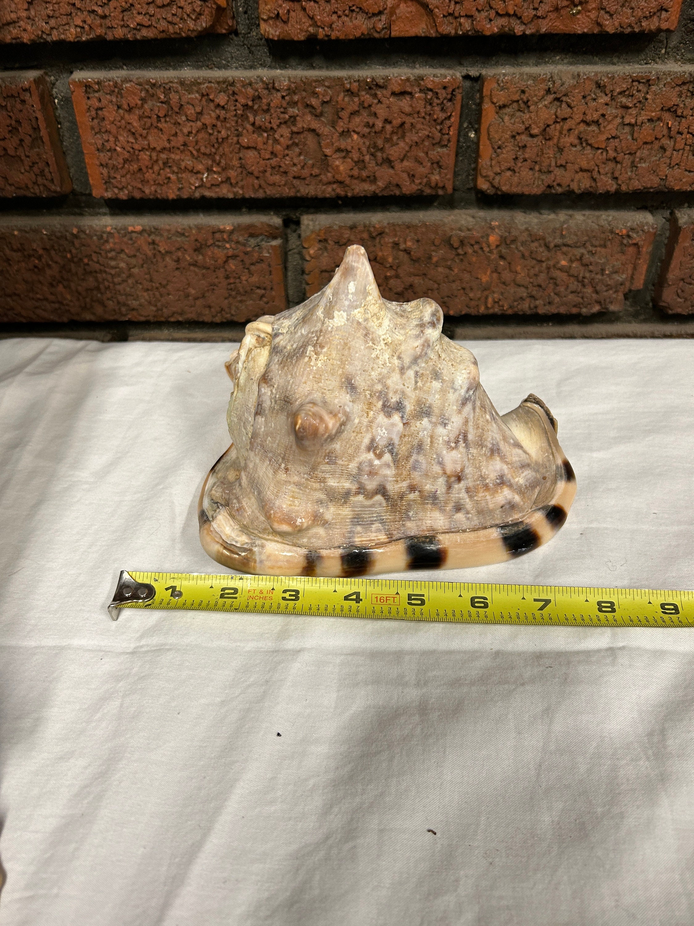 Vintage Horned Queen Helmet Conch Sea Shell Sea Shells Nautical Decor ...