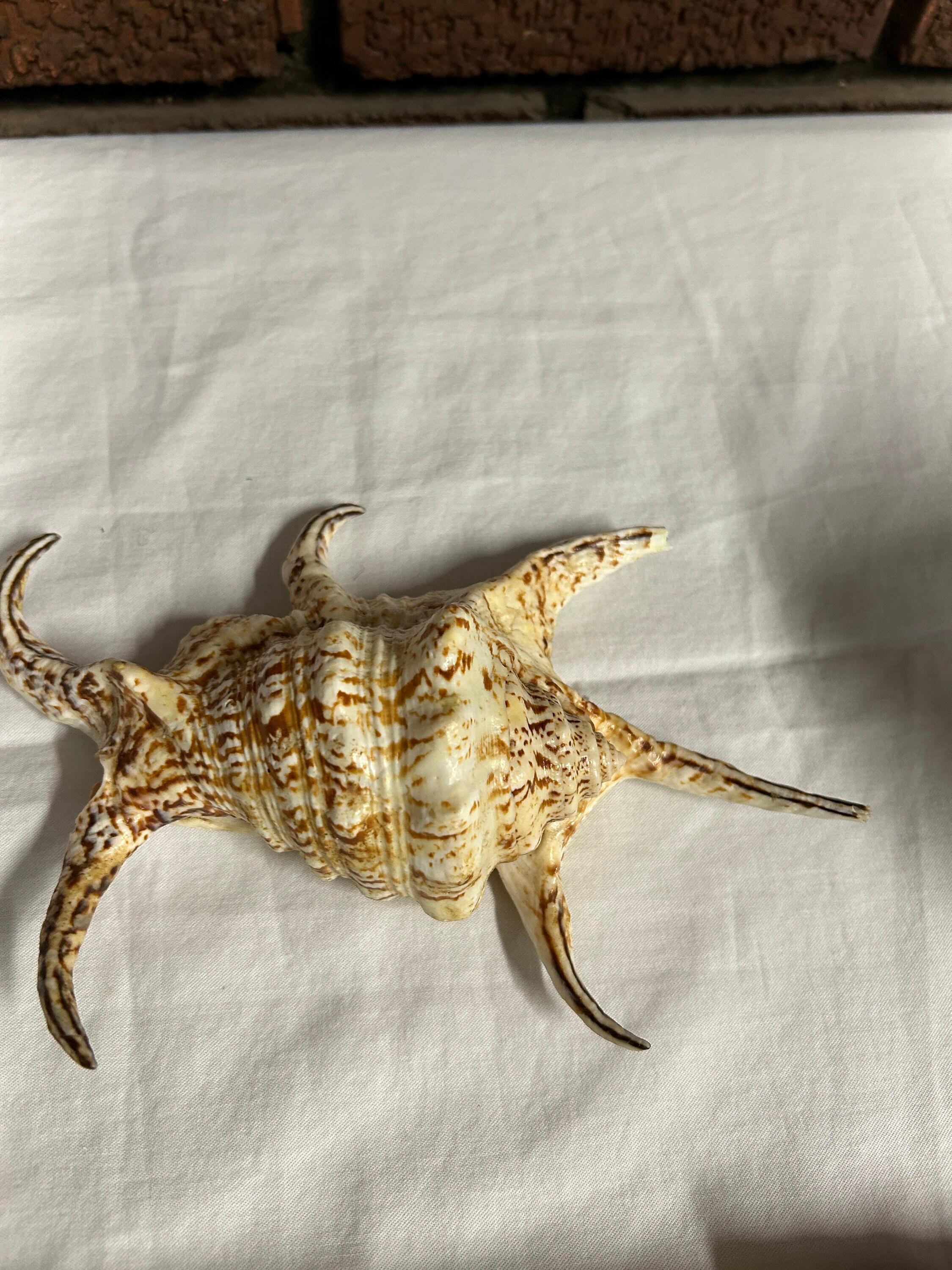 Spider Scorpio Seashell Scorpion Sea Shell XL Beach Ocean Decor - Etsy