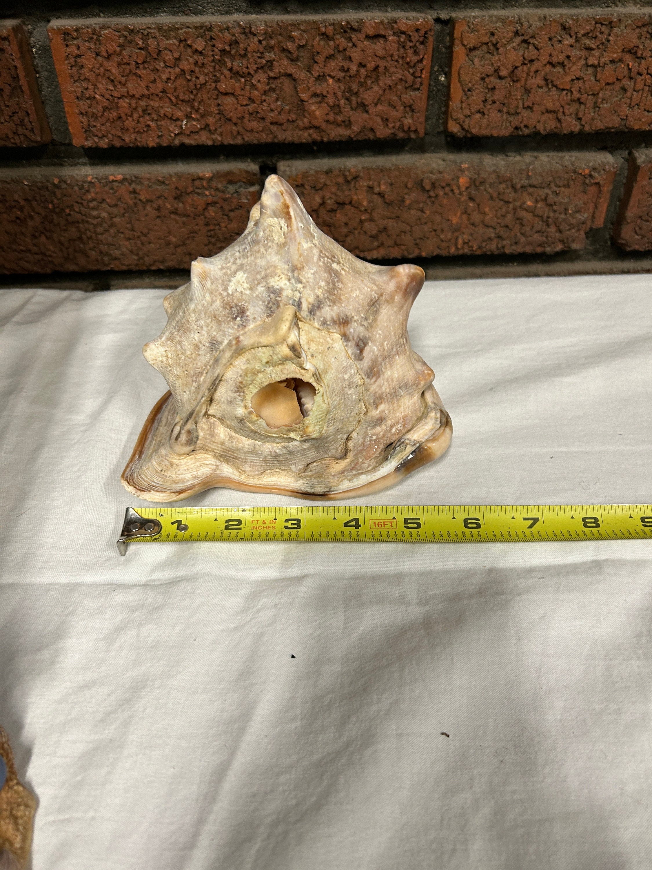 Vintage Horned Queen Helmet Conch Sea Shell Sea Shells Nautical Decor ...
