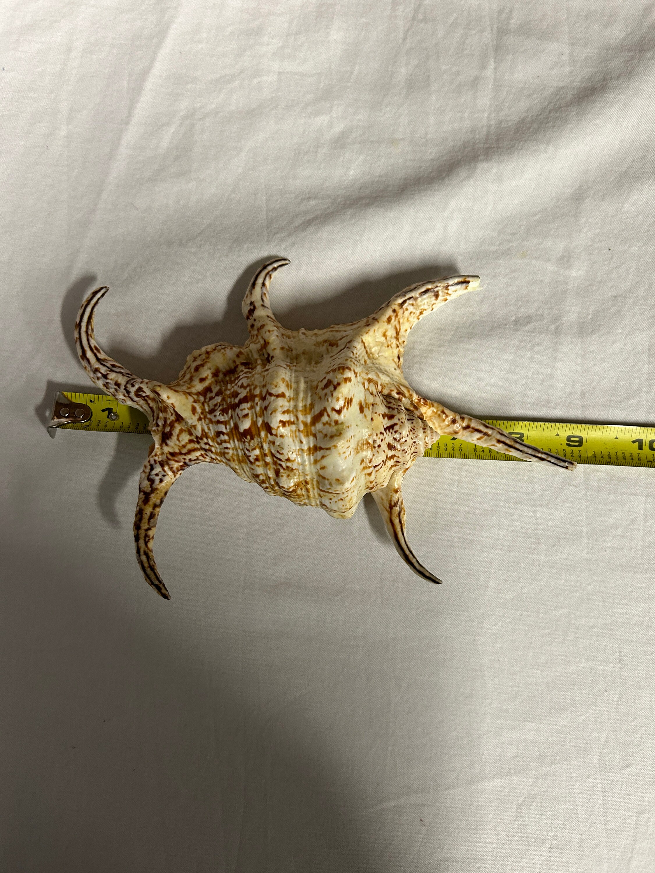 Spider Scorpio Seashell Scorpion Sea Shell XL Beach Ocean Decor - Etsy