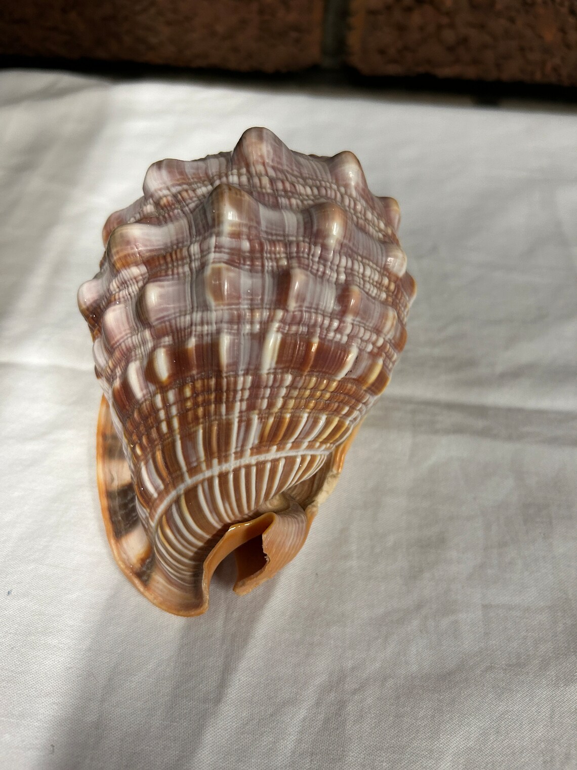 Cypraecassis Rufa 6" Sea Shell Conch African Bulmouth-very Fine - Etsy